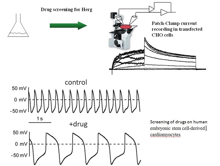 laboratory of neuronal and cardiac ion channels